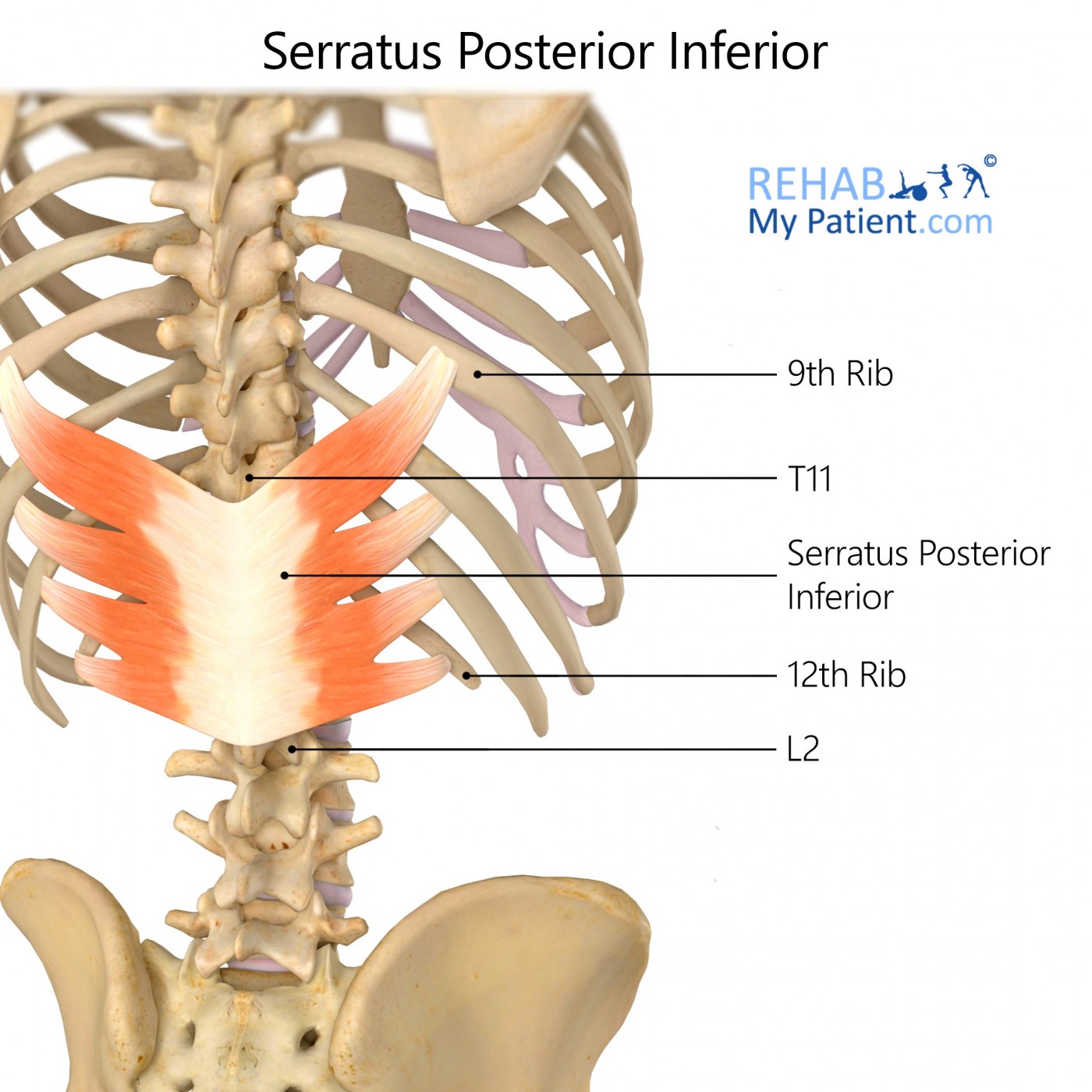 Inferior tibiofibular joint | Anatomy.app - Face Surgery